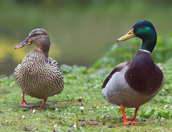 Wilde eend | Faunabeheereenheid